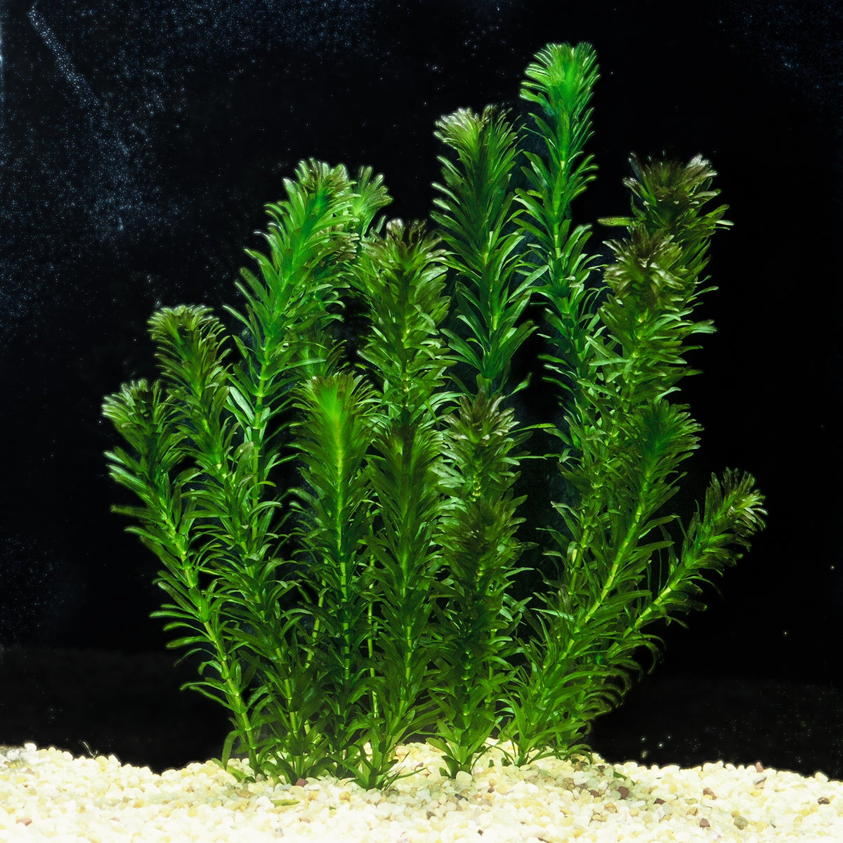 ANACHARIS -EGERIA DENSA – Nature Aquariums USA