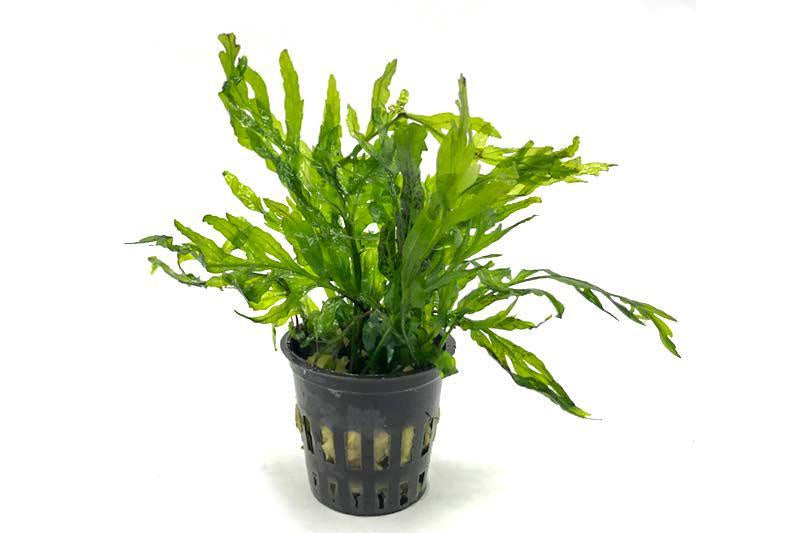 Ferns, Vallisneria, and Aponogeton – Nature Aquariums USA