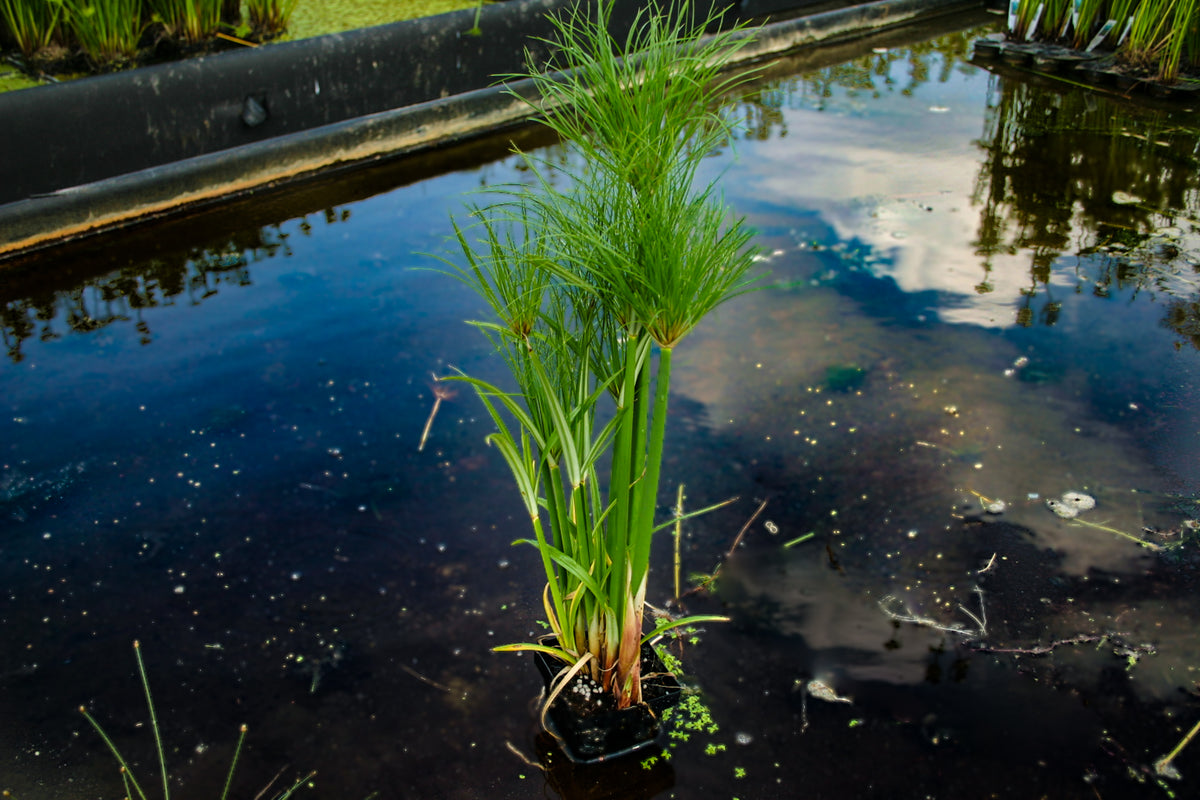 Dwarf Giant Papyrus – Nature Aquariums USA
