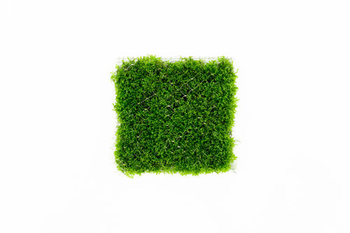 Mini Pellia Riccardia Chamedryfolia on SS – Nature Aquariums USA