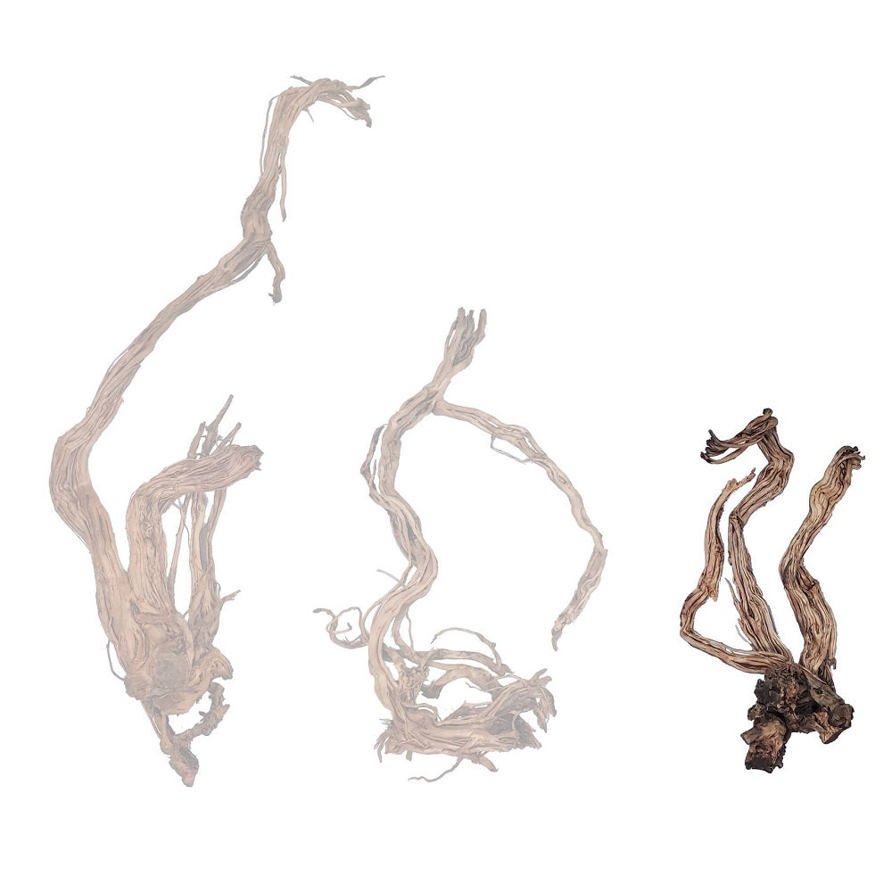 Dragon Root – Nature Aquariums USA