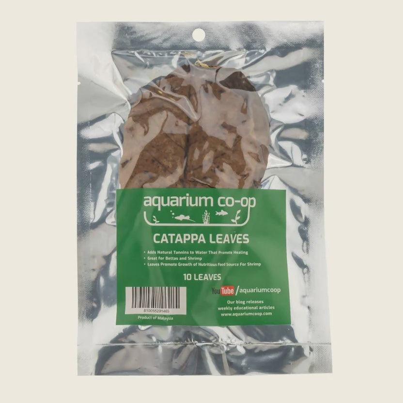 20 Catappa Leaves – Nature Aquariums USA