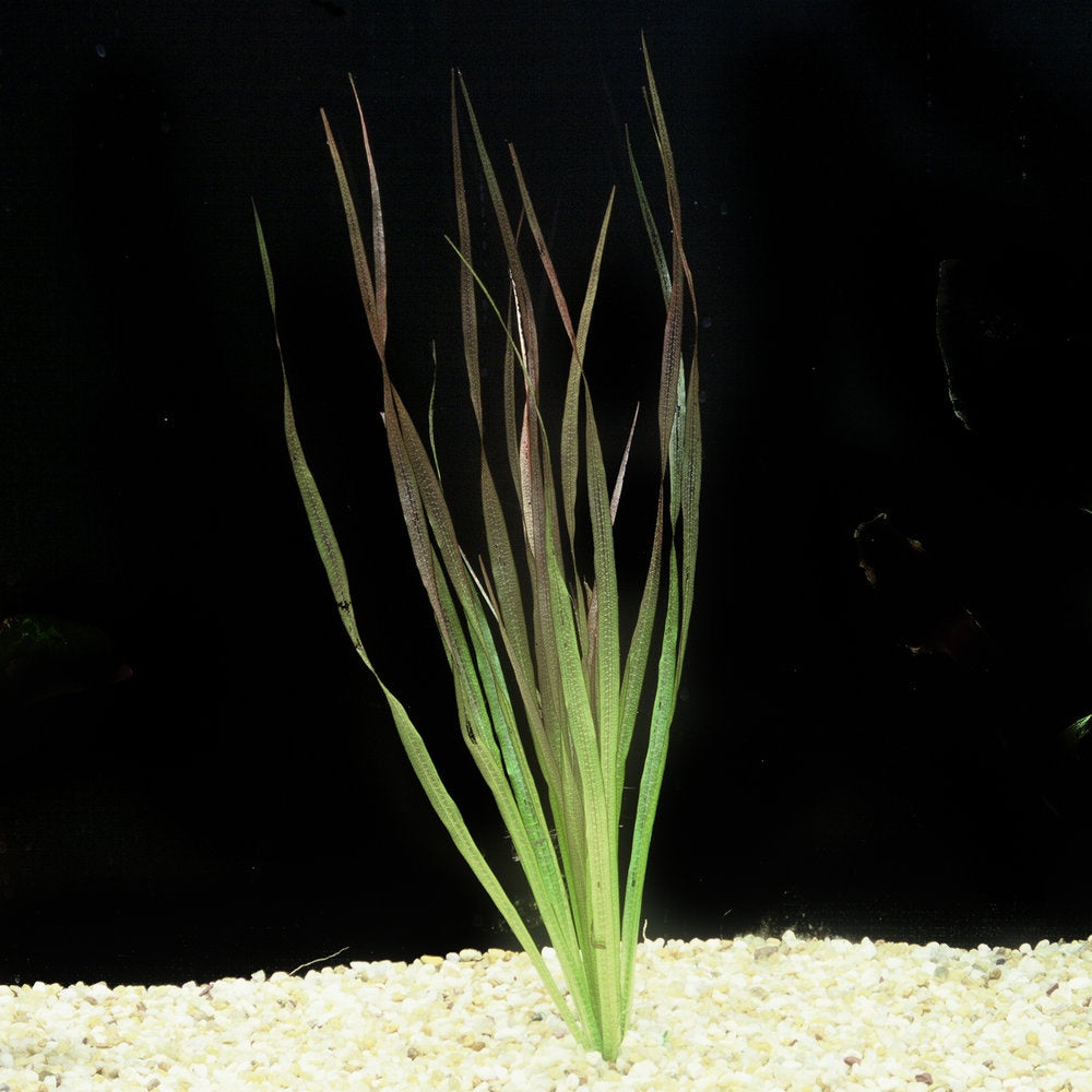 BLYXIA SP. RED – Nature Aquariums USA
