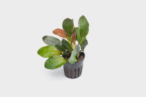 Echinodorus Red Phoenix – Nature Aquariums USA