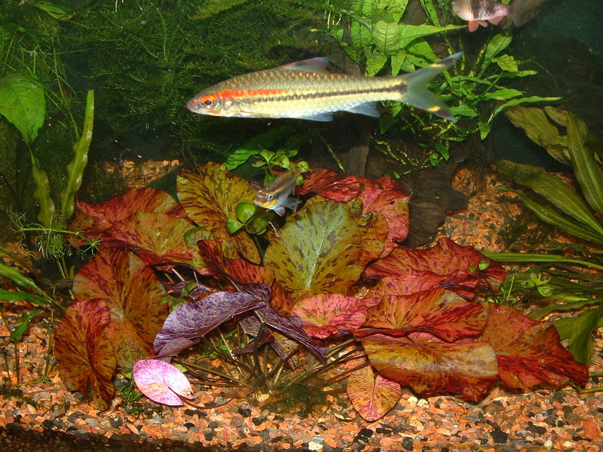 TIGER LOTUS RED (NYMPHAEA LOTUS) – Nature Aquariums USA