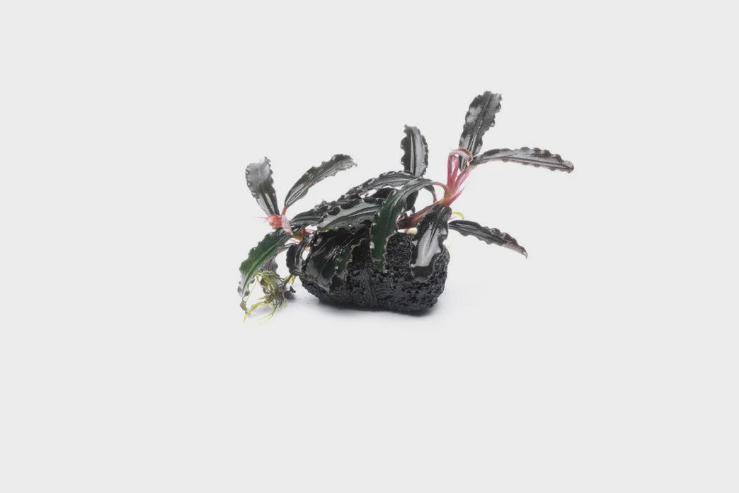 Bucephalandra RED MINI ON LAVA STONE – Nature Aquariums USA