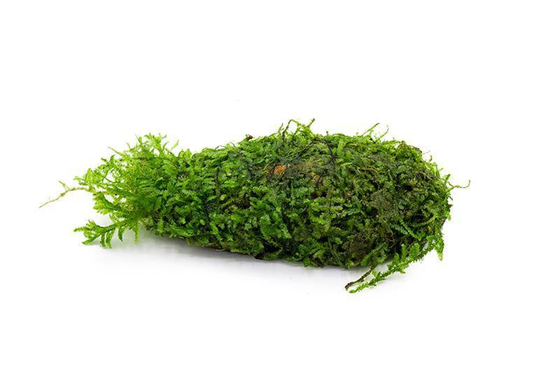 Christmas Moss on Clay – Nature Aquariums USA