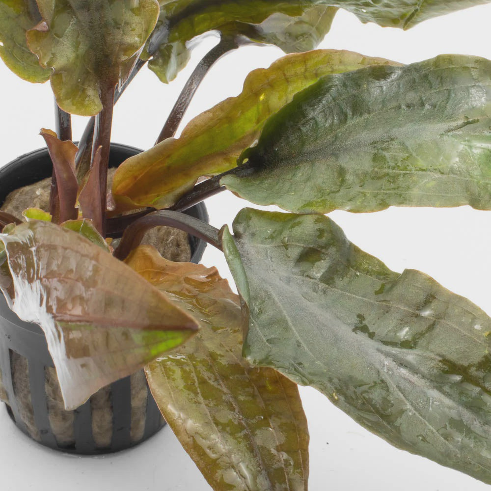 cryptocoryne legroi