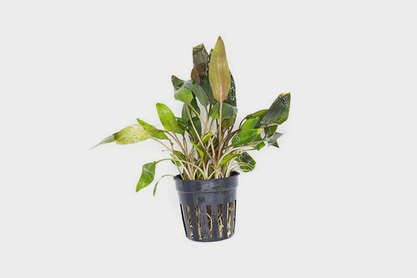 cryptocoryne walkeri