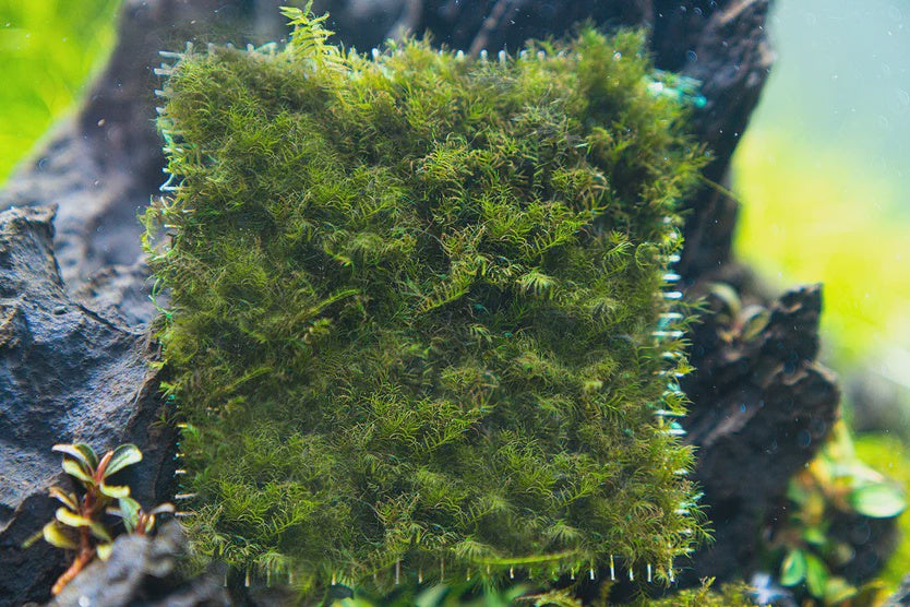 Fissidens Fontanus PHOENIX MOSS on Stainless Steel – Nature Aquariums USA