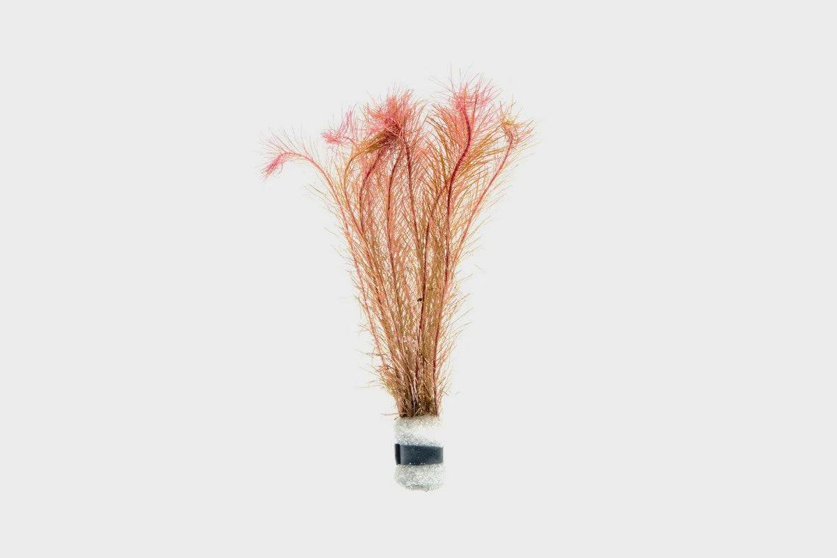 Rotala Wallachi – Nature Aquariums USA